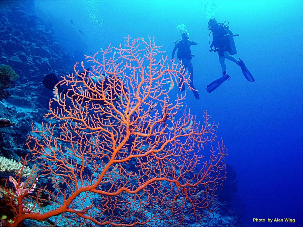 Beqa Lagoon Resort - Deep Blue Adventures