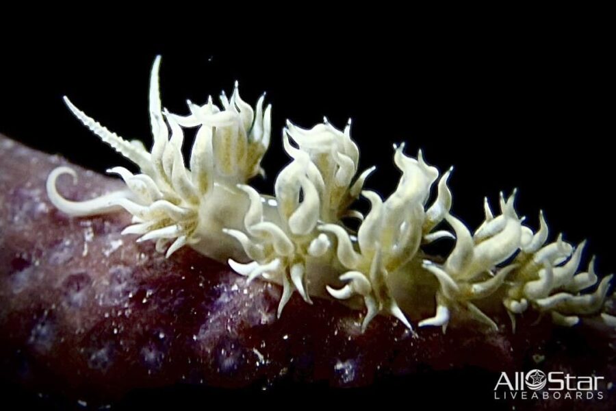 Avalon Liveaboards in the Gardens of the Queen - Deep Blue Adventures
